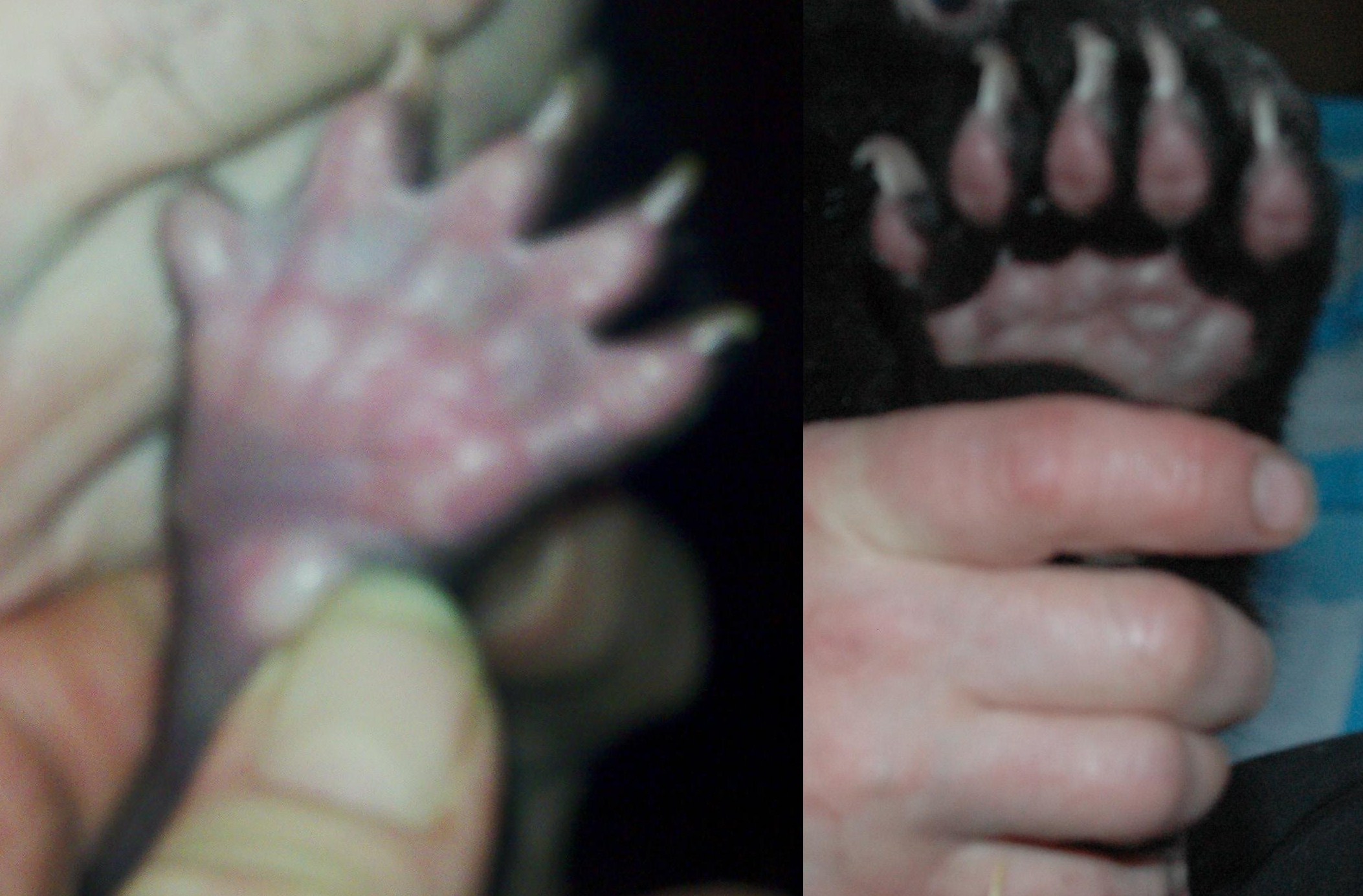 More Frequently Asked Cub Questions – Wild Instincts